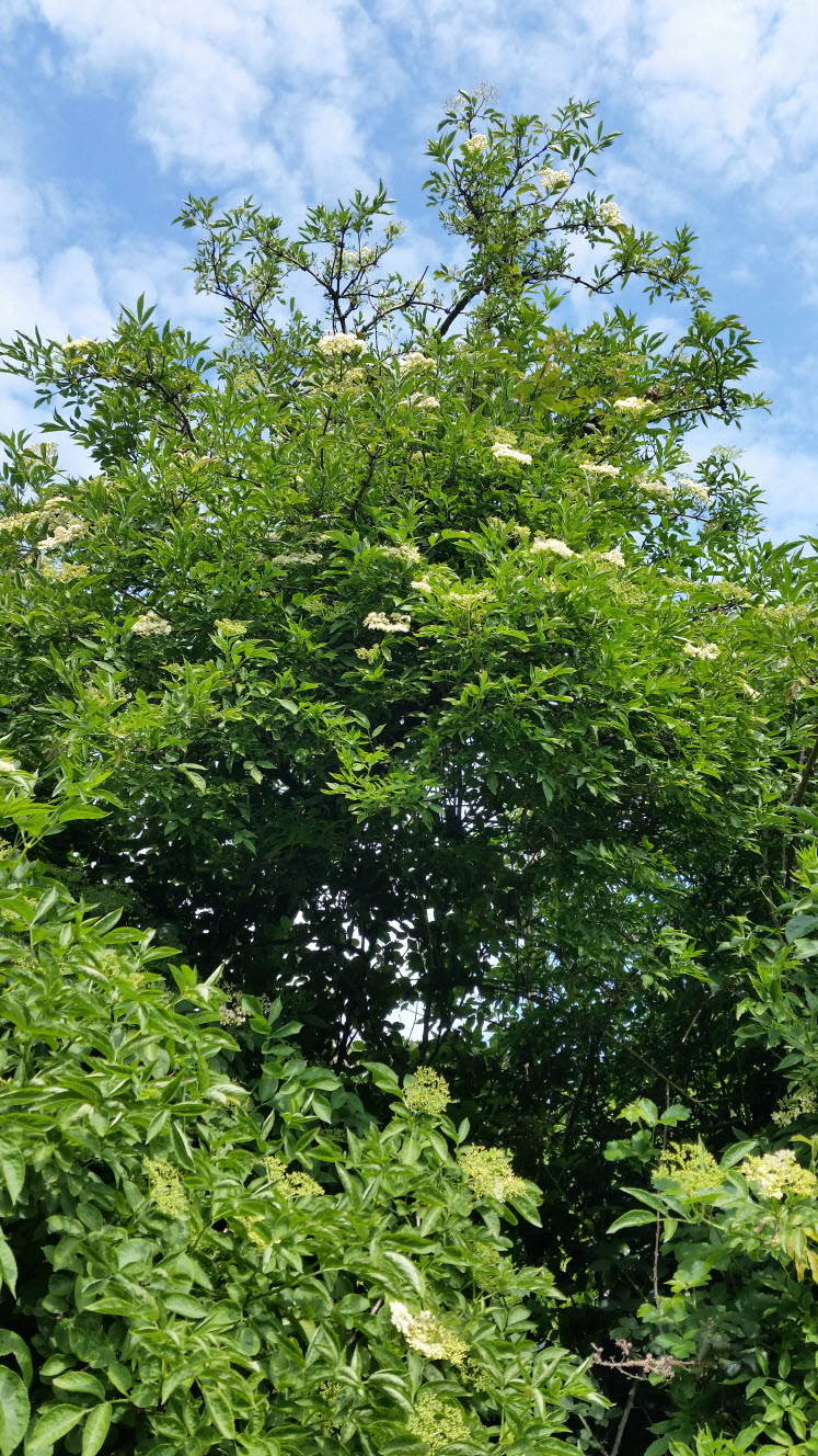 Ultimate Guide to Identifying Elderflower – The Irish Kitchen