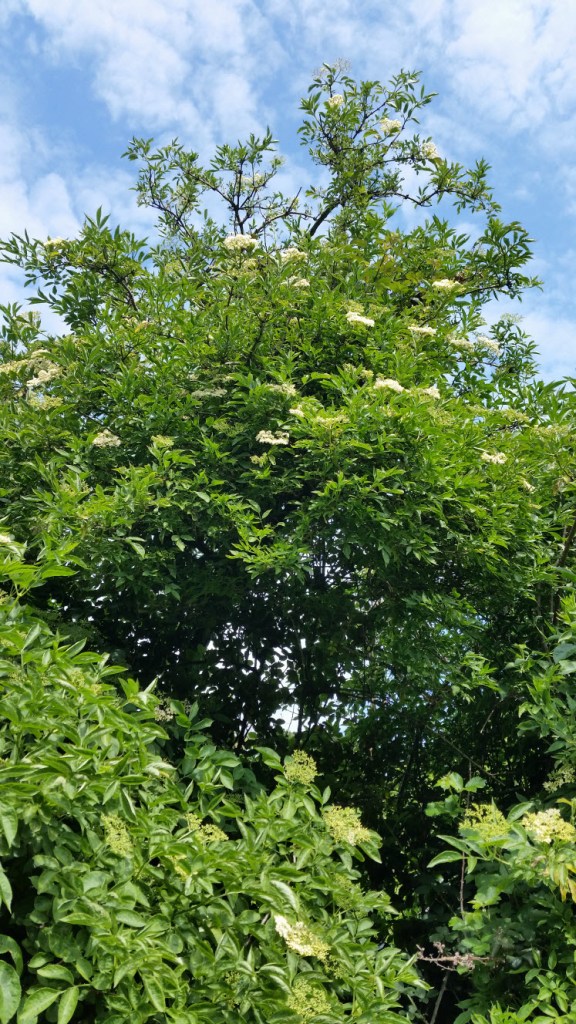 Ultimate Guide to Identifying Elderflower – The Irish Kitchen
