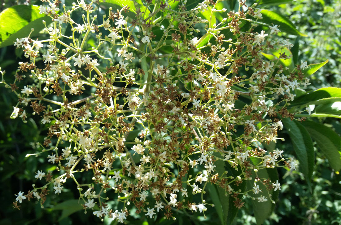 Ultimate Guide to Identifying Elderflower – The Irish Kitchen