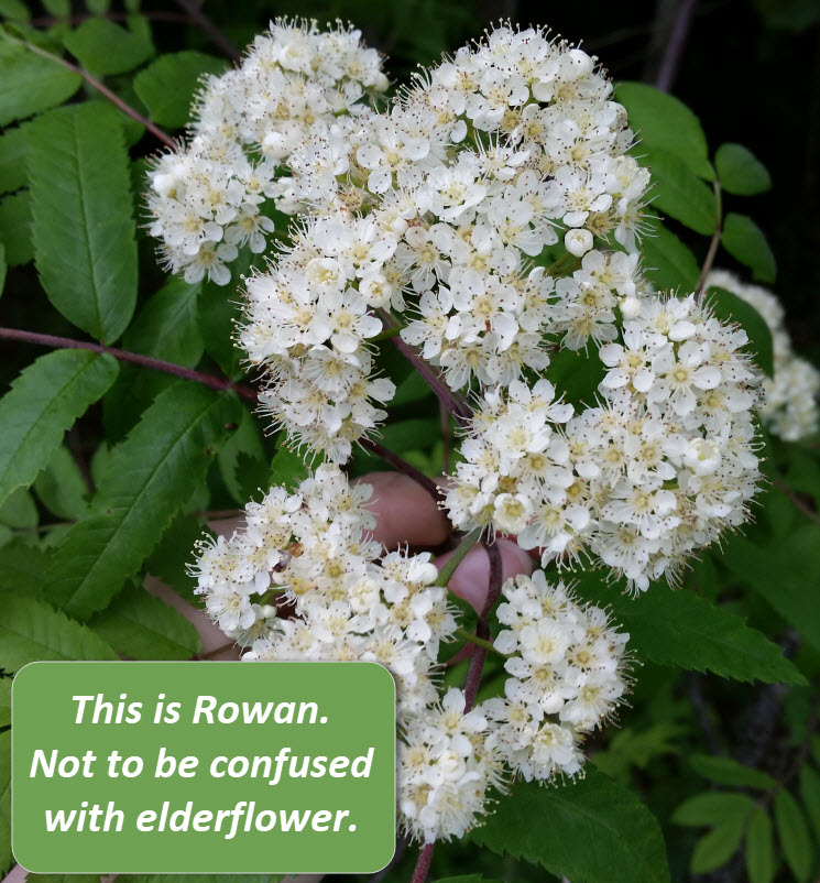 Ultimate Guide to Identifying Elderflower – The Irish Kitchen