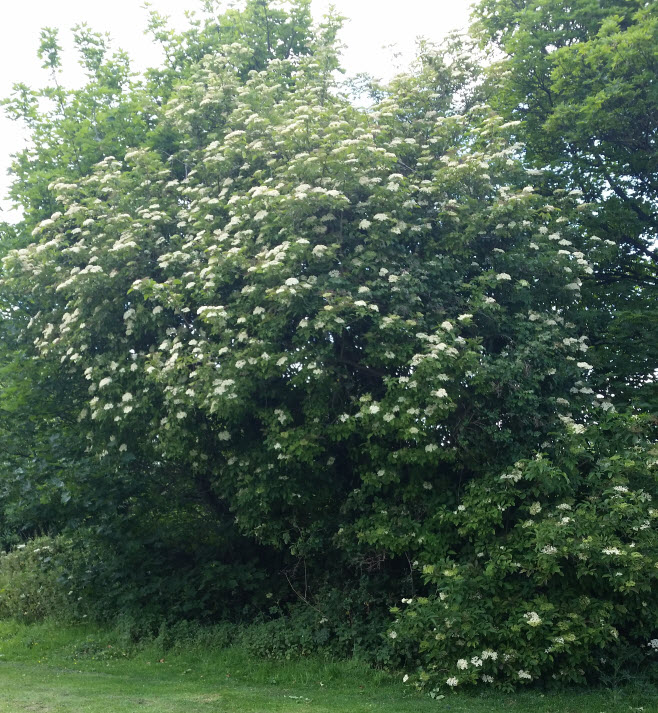 Ultimate Guide to Identifying Elderflower – The Irish Kitchen