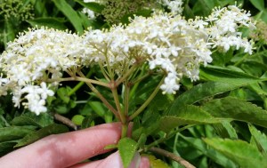 Ultimate Guide to Identifying Elderflower – The Irish Kitchen